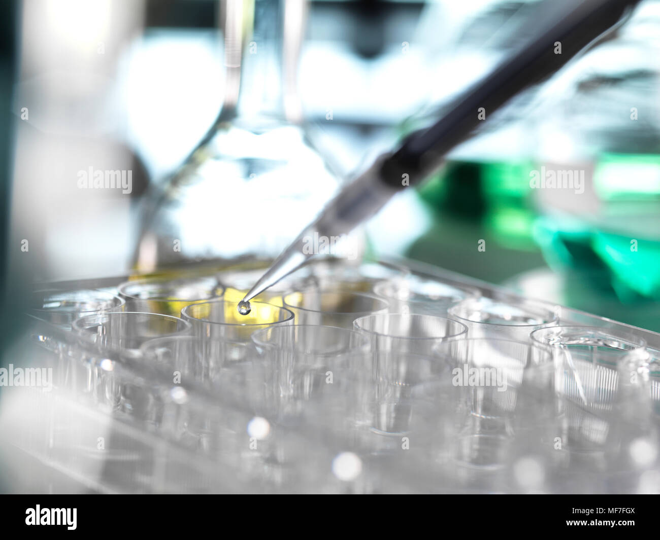 Sample being pipetted into test tubes during a laboratory experiment ...
