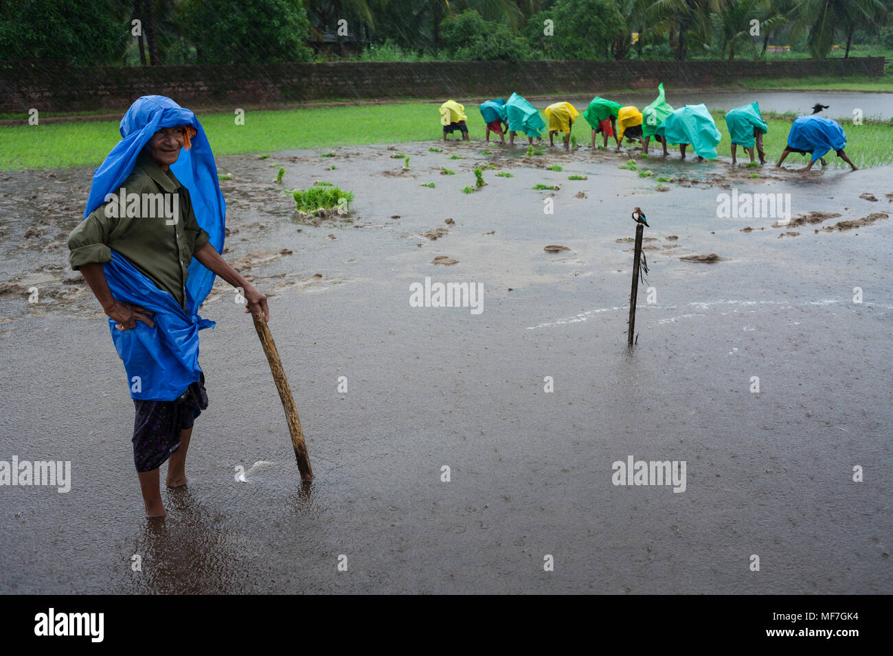 Monsoon Kerala Stock Photo - Alamy