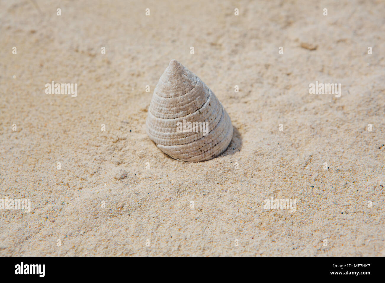 Cone shaped white sea shell on sand background. Copy space Stock Photo ...
