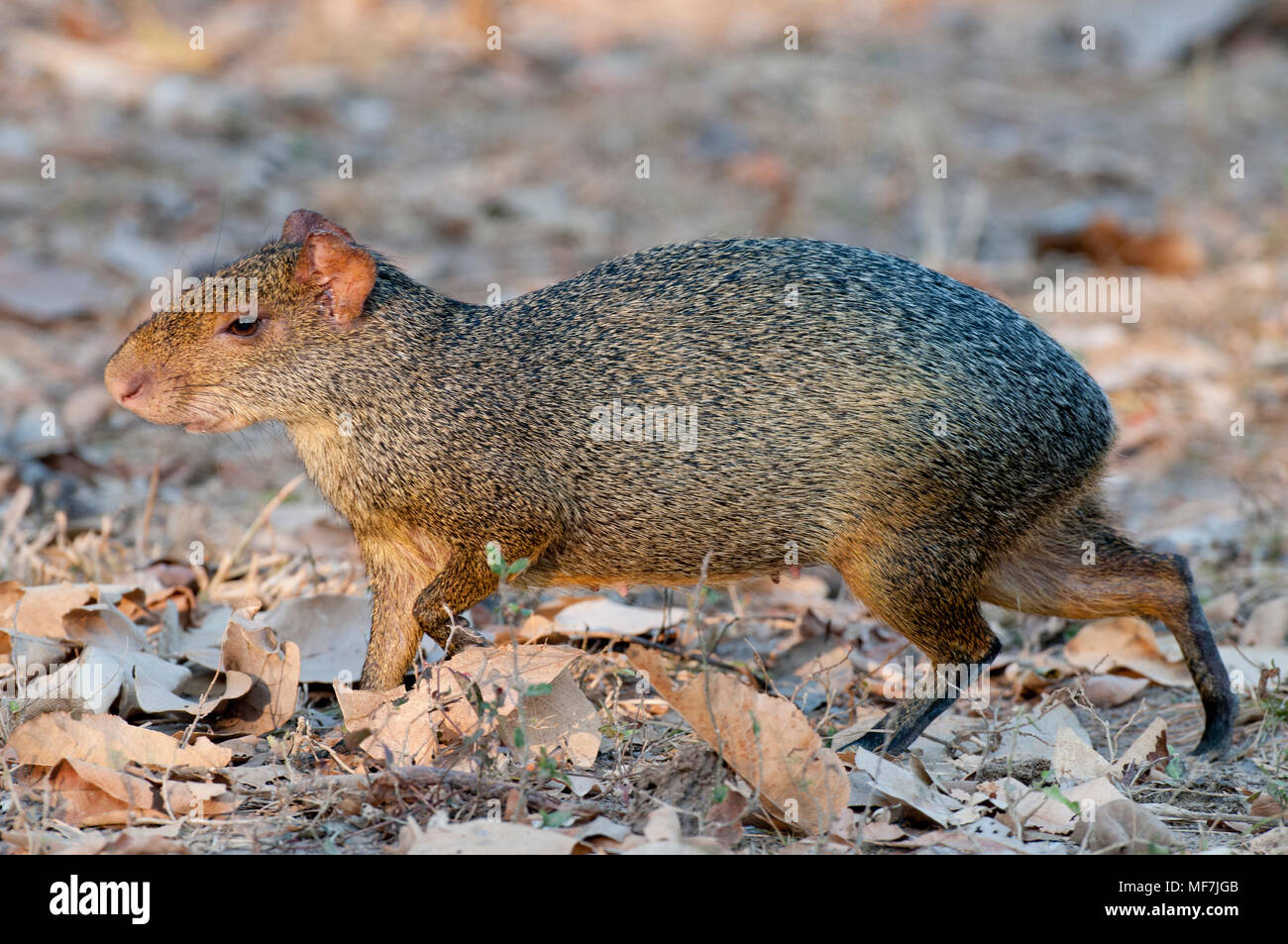 Agouti (Dasyprocta azarae) in The Pantanal Brazil Stock Photo - Alamy