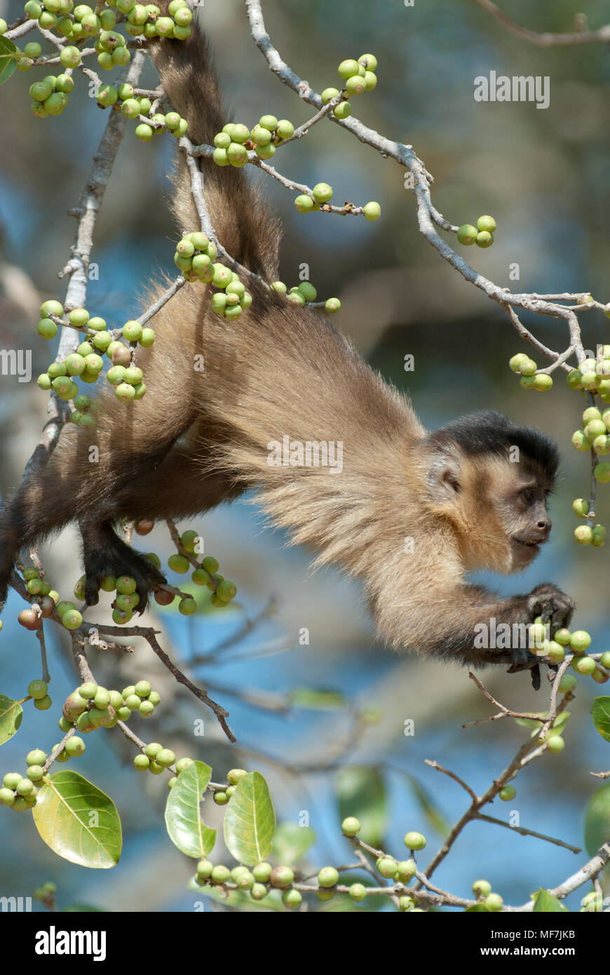 Black-striped (aka bearded) capuchin feeding on palm nuts Stock Photo ...