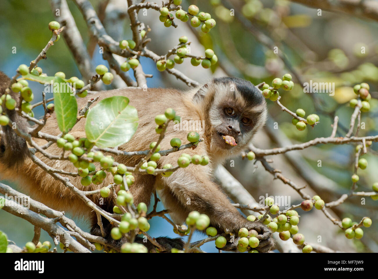 Black-striped (aka bearded) capuchin feeding on palm nuts and sticking ...