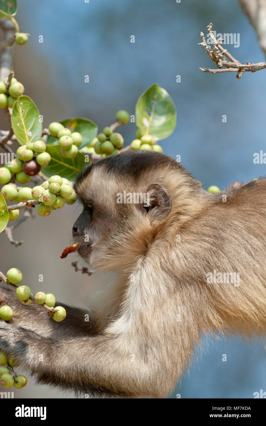 Black-striped (aka bearded) capuchin feeding on palm nuts Stock Photo ...