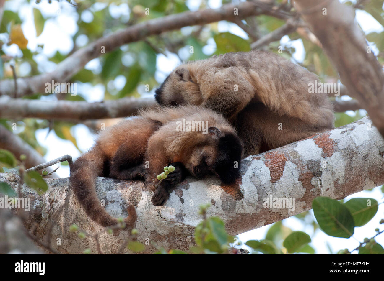 Capuchin social grooming hi-res stock photography and images - Alamy