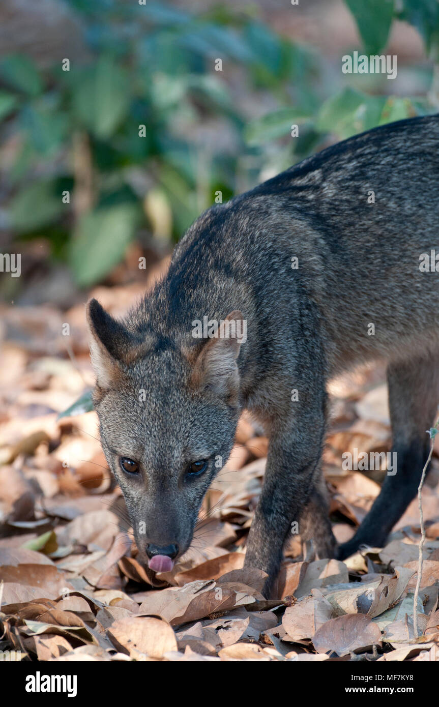 Crab-eating fox (Cerdocyon thous) in The Pantanal, Brazil Stock Photo ...