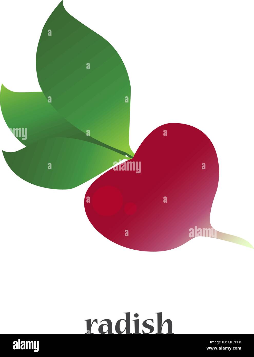 Vector one radish. Closeup. Isolated on white background Stock Vector ...