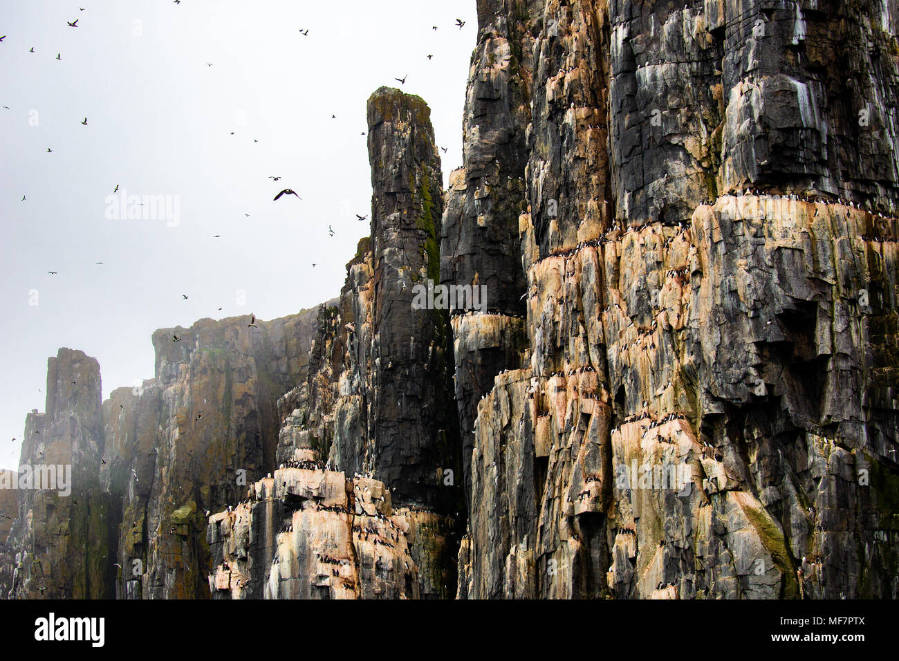 Svalbard archipelago bird colony cliff hi-res stock photography and ...