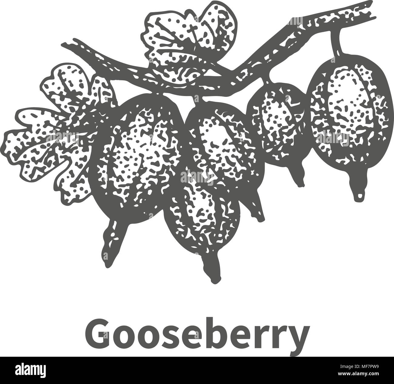 Sketch gooseberry with leaves and branches Stock Vector Image & Art - Alamy