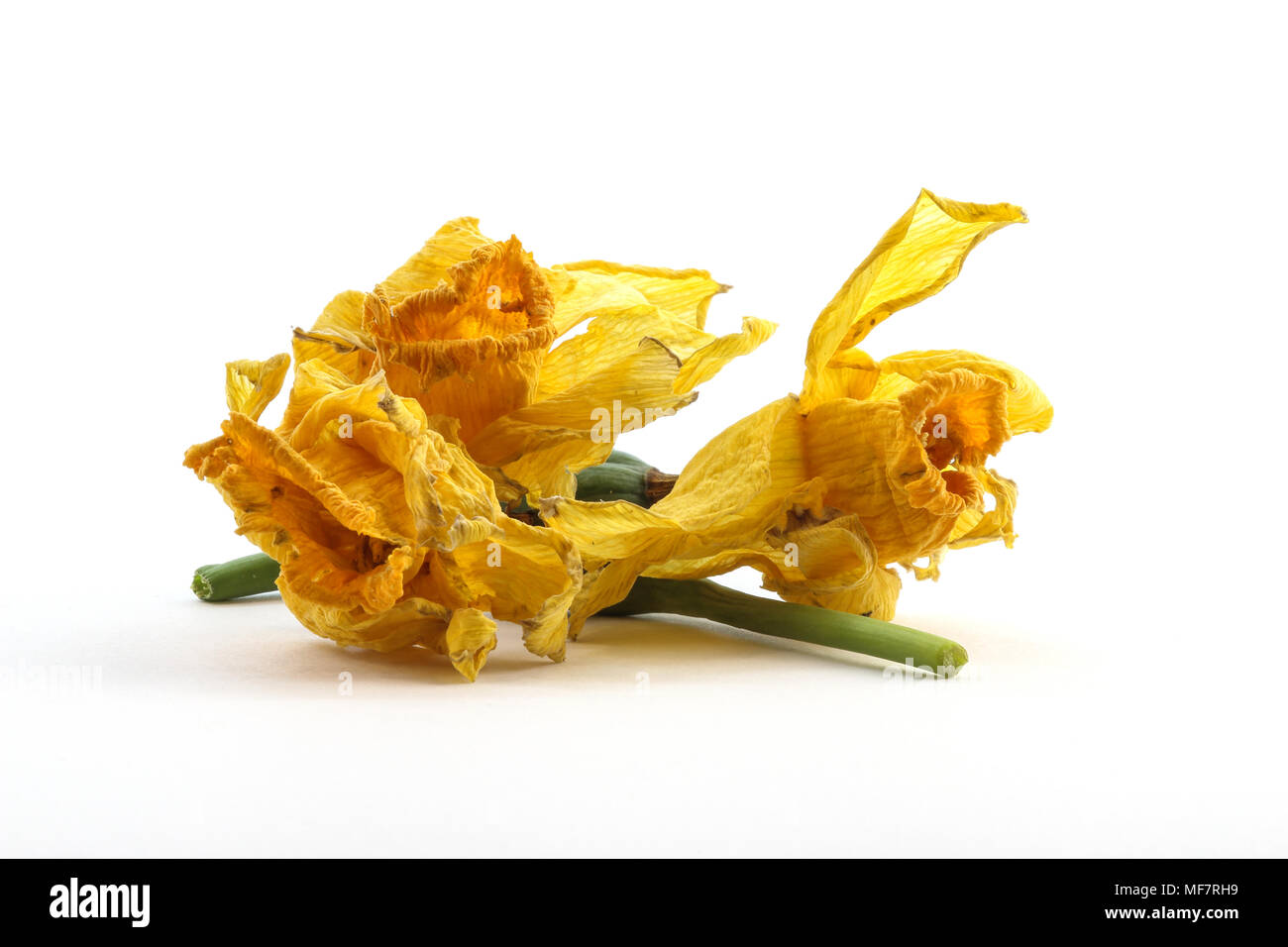 Three dead headed daffodils on white background Stock Photo - Alamy