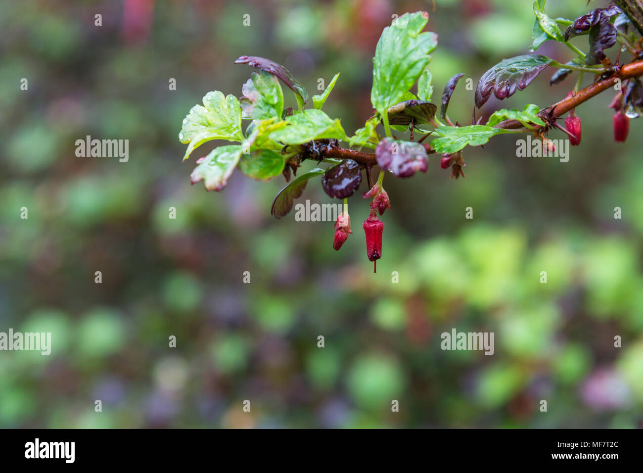 Ribes speciosum hi-res stock photography and images - Alamy