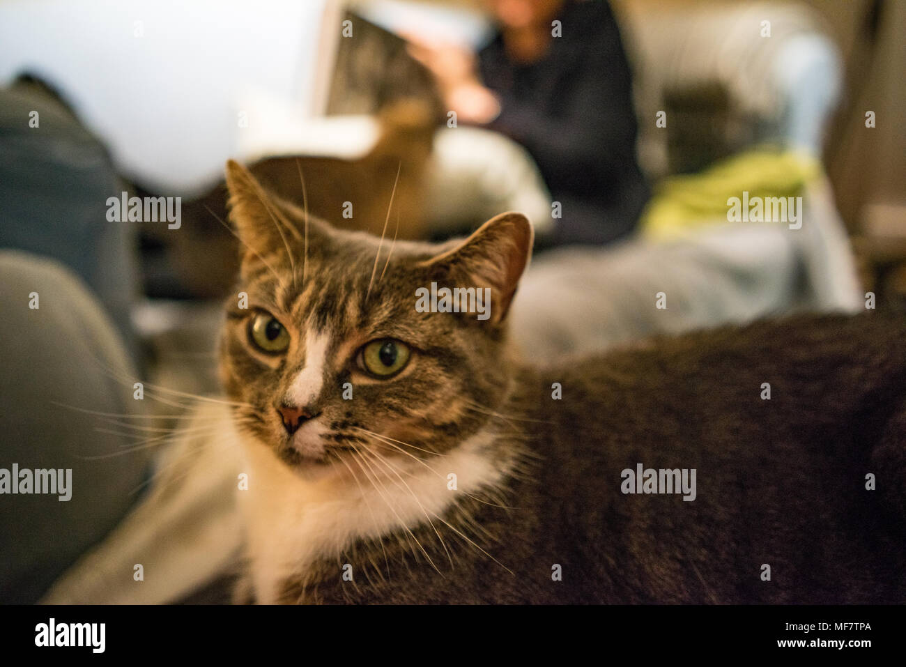 A small fluffy cat in a warm home in England Stock Photo - Alamy