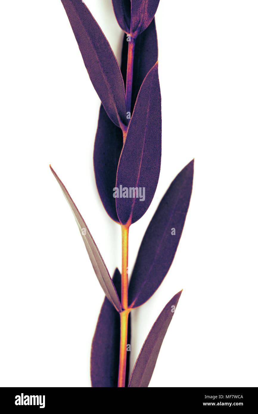 Twig beautiful purple leaves hi-res stock photography and images - Alamy