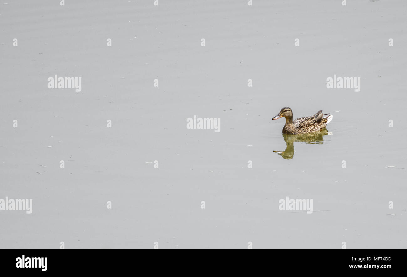 Isolated Duck on water Stock Photo - Alamy
