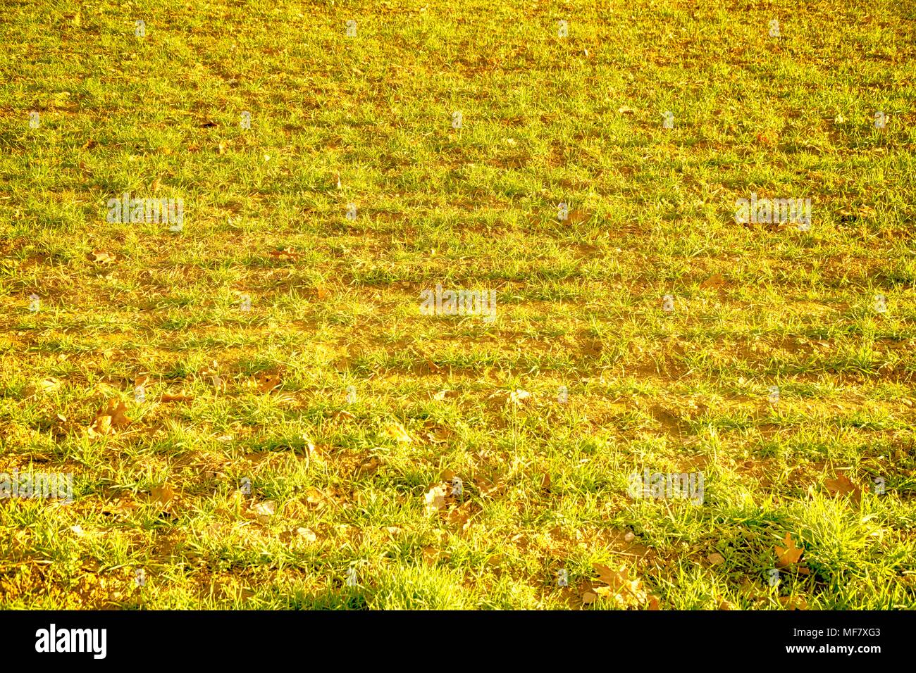 Ultra orange Grass texture from a field in springtime, design details ...