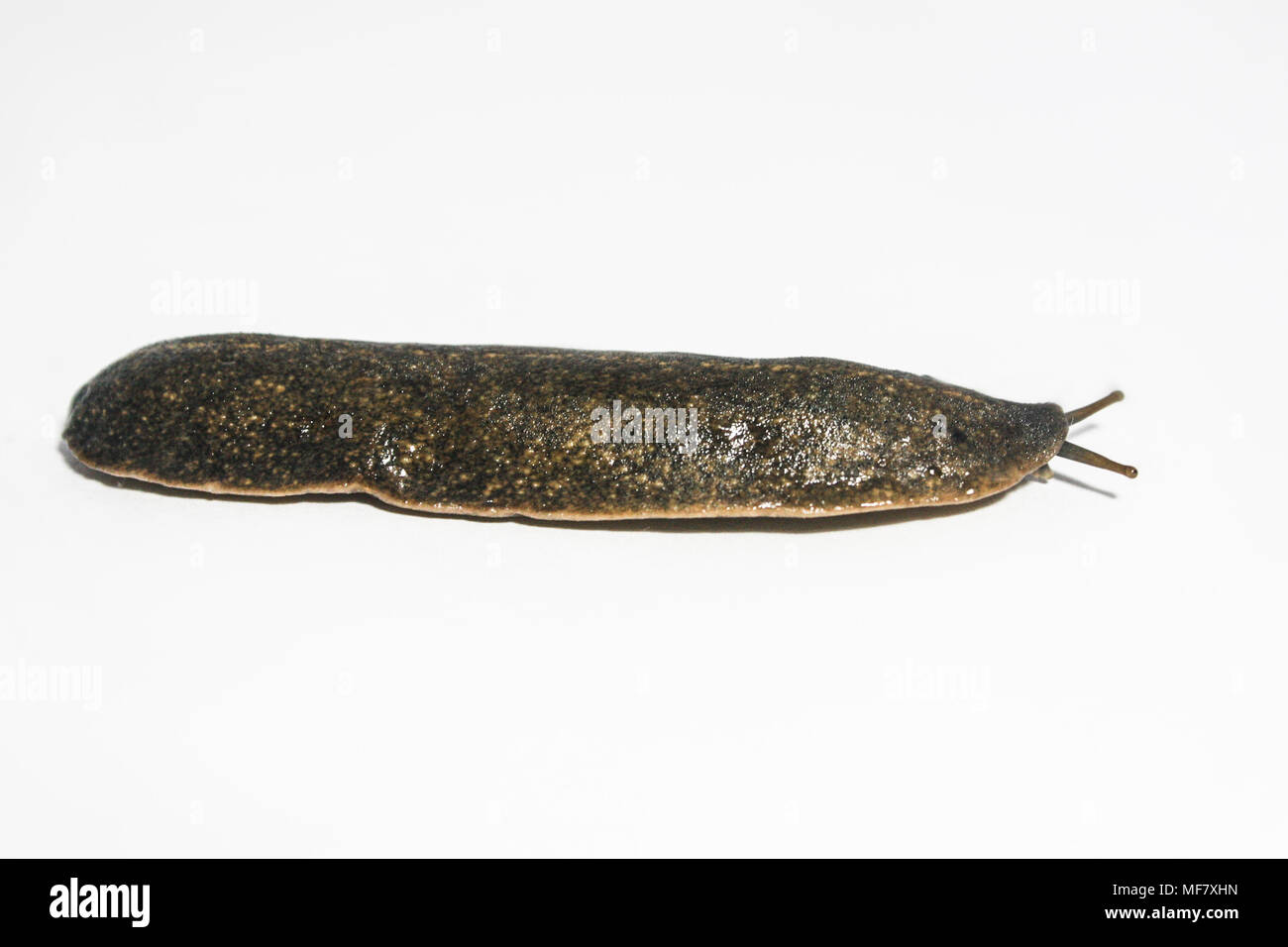 snail semperula siamensis Stock Photo - Alamy