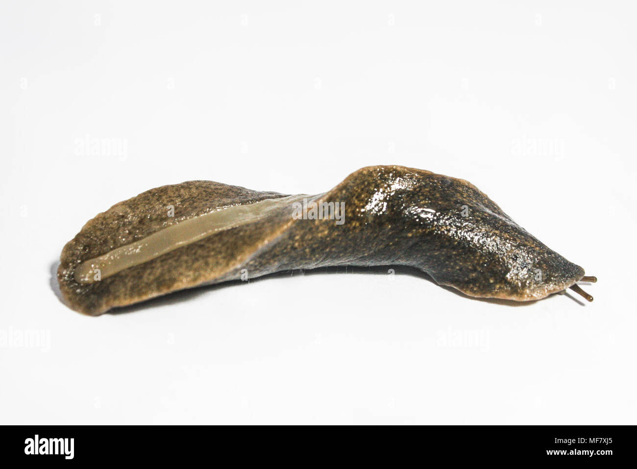 snail semperula siamensis Stock Photo - Alamy