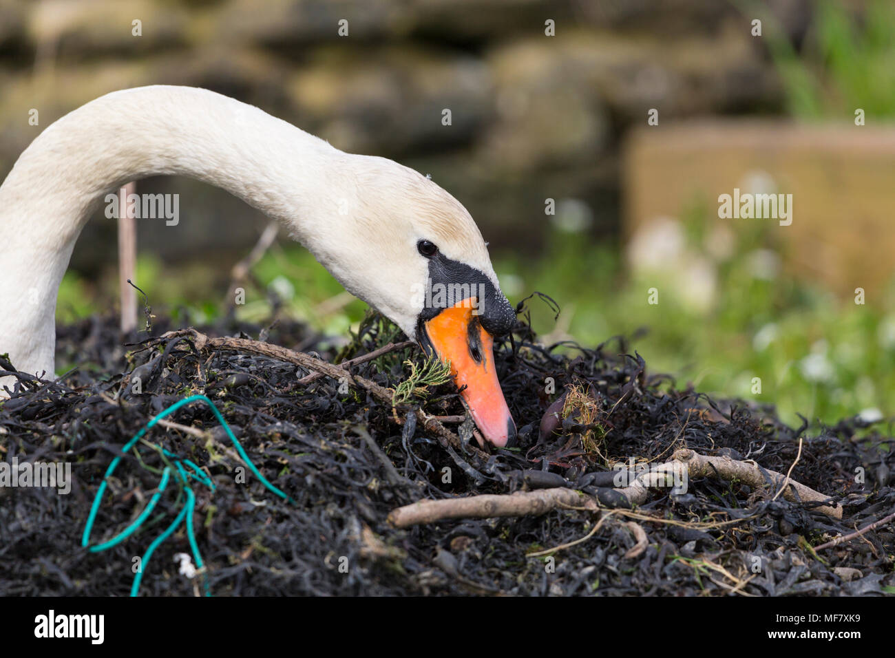 Female swan nesting on a cornish river Stock Photo - Alamy