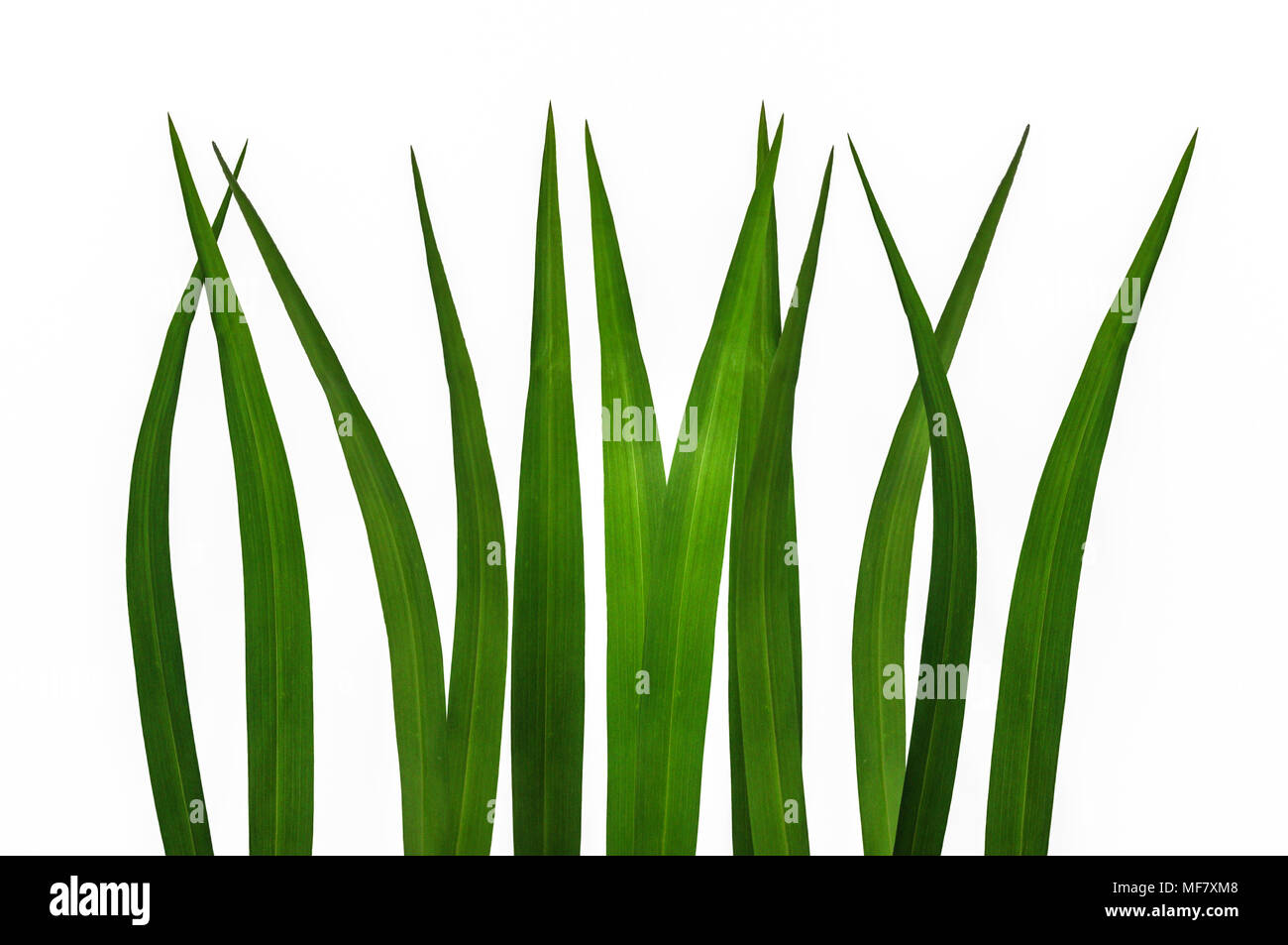 green grass isolated Stock Photo - Alamy