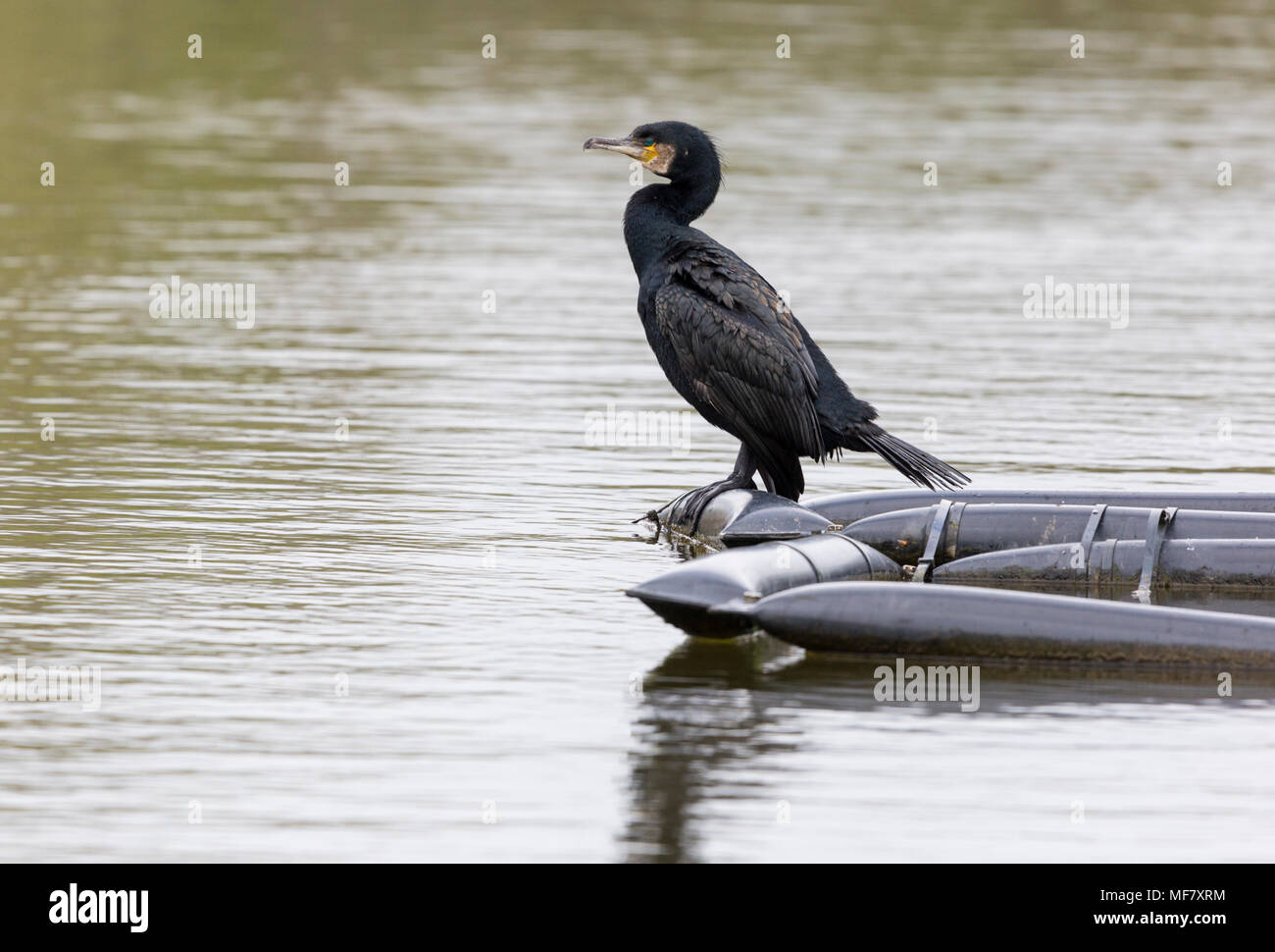 Wild bird posing for a picture hi-res stock photography and images - Alamy