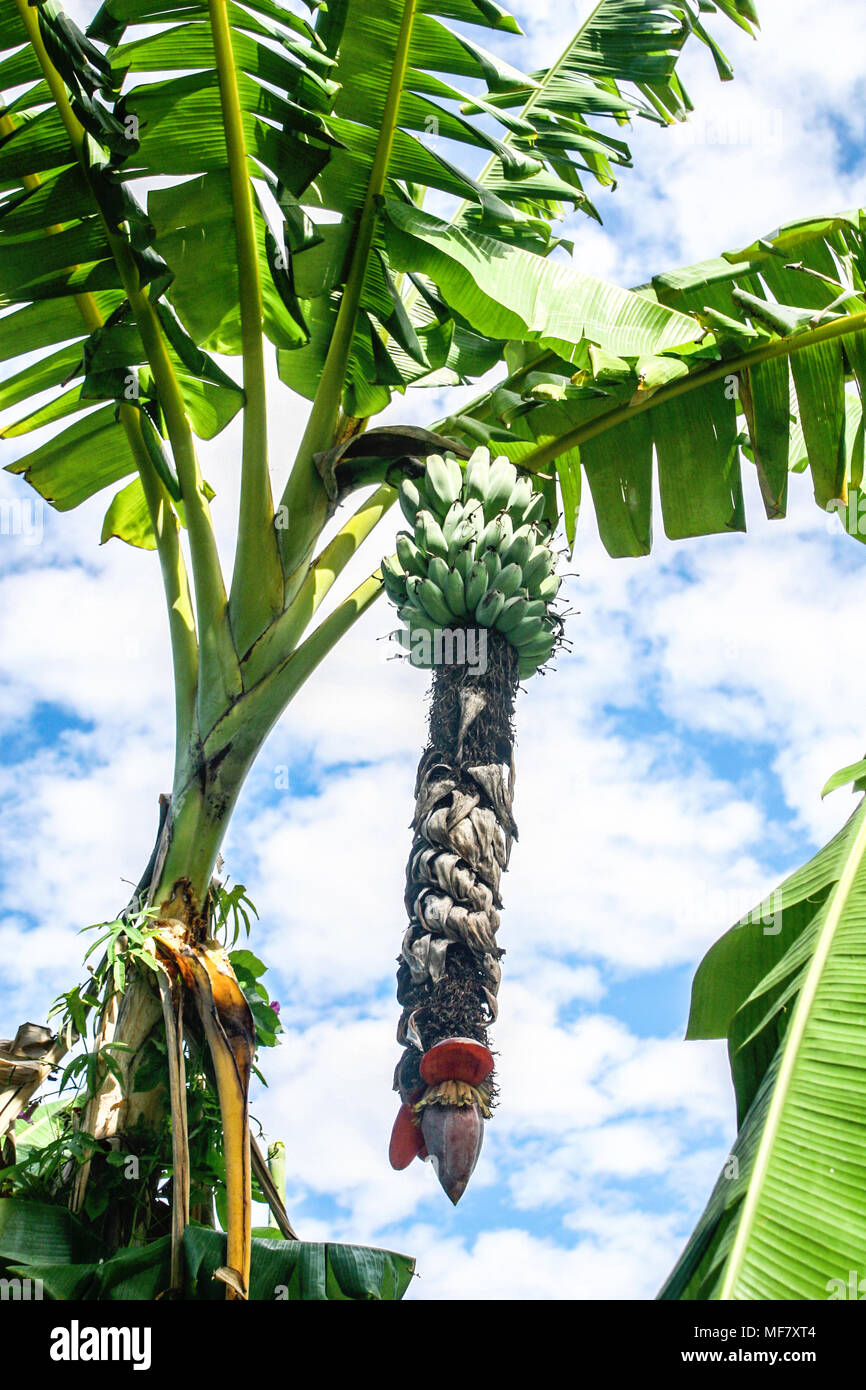 Single banana tree hi-res stock photography and images - Alamy
