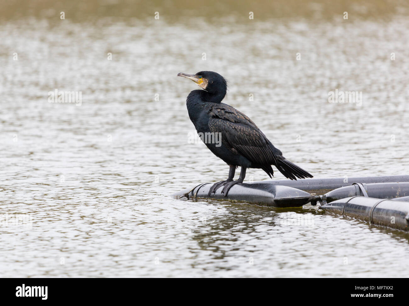 Wildlife of swanpool lake hi-res stock photography and images - Alamy