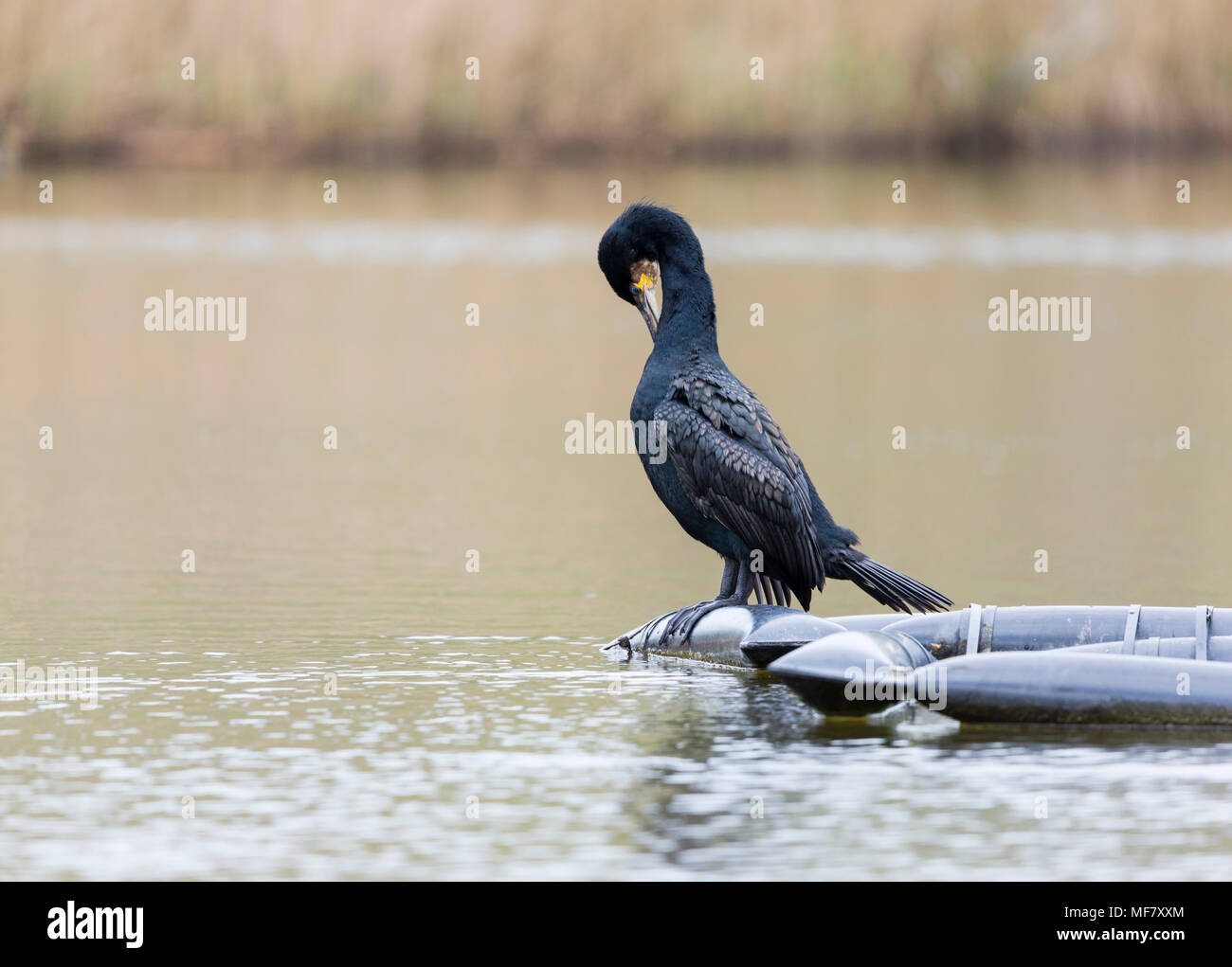 Cornish birds hi-res stock photography and images - Alamy