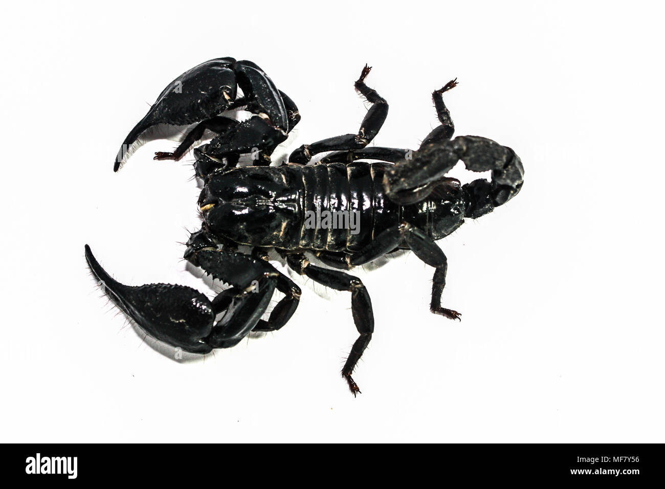 Close up emperor scorpion hi-res stock photography and images - Alamy