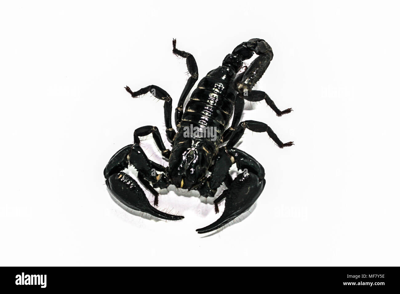 Close up emperor scorpion hi-res stock photography and images - Alamy