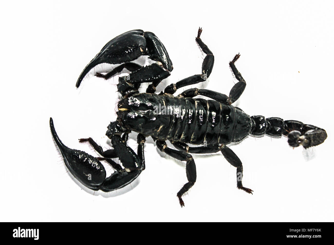 scorpion isolated form south east asia Stock Photo - Alamy