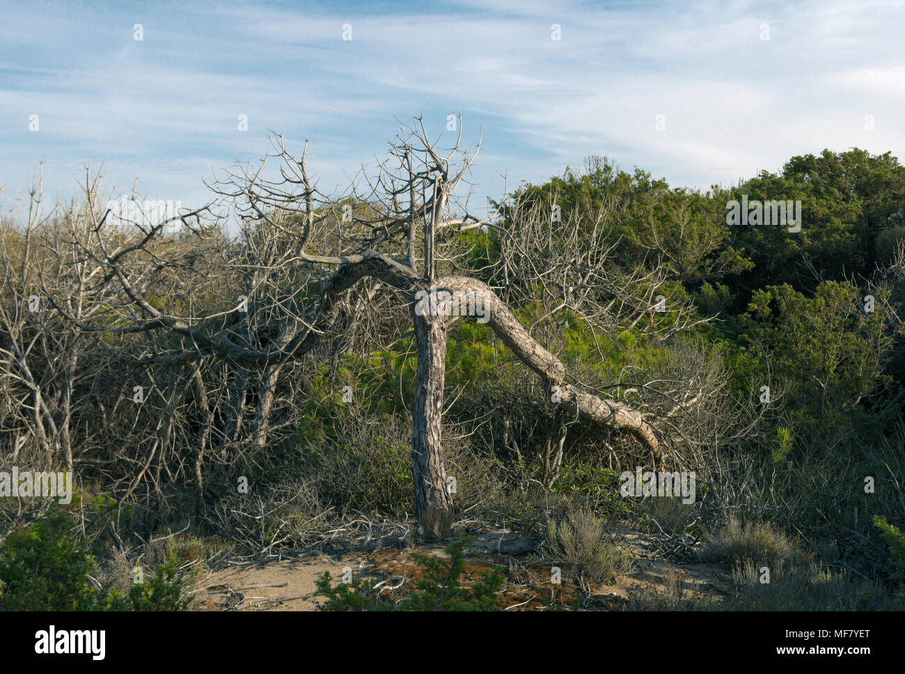 Garrigue vegetation hi-res stock photography and images - Alamy