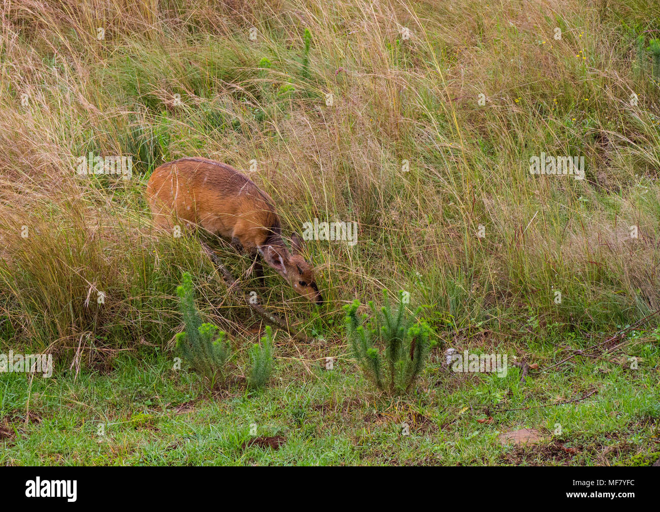 Cape bushbuck calf feeds secretively in the African bush image in ...