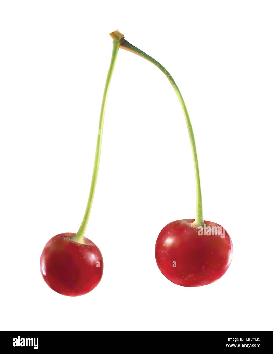 Realistic cherry isolated on white background Stock Vector Image & Art ...