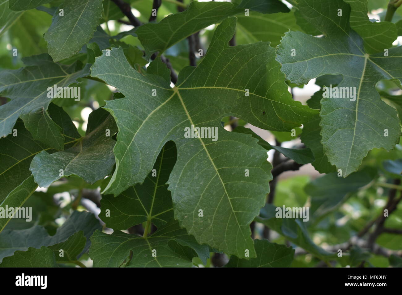 Adam fig leaf hi-res stock photography and images - Alamy