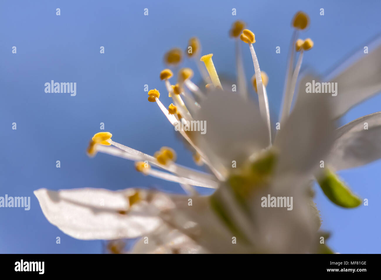 Prunus Domestica Stanley High Resolution Stock Photography and Images ...