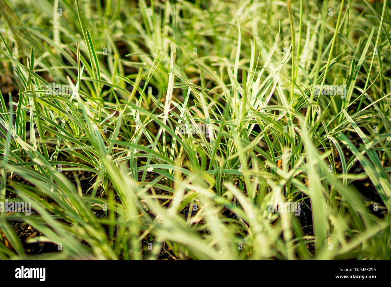 Abstract plant background ideal for a computer screensaver Stock Photo ...