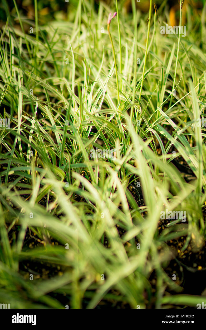 Abstract plant background ideal for a computer screensaver Stock Photo ...