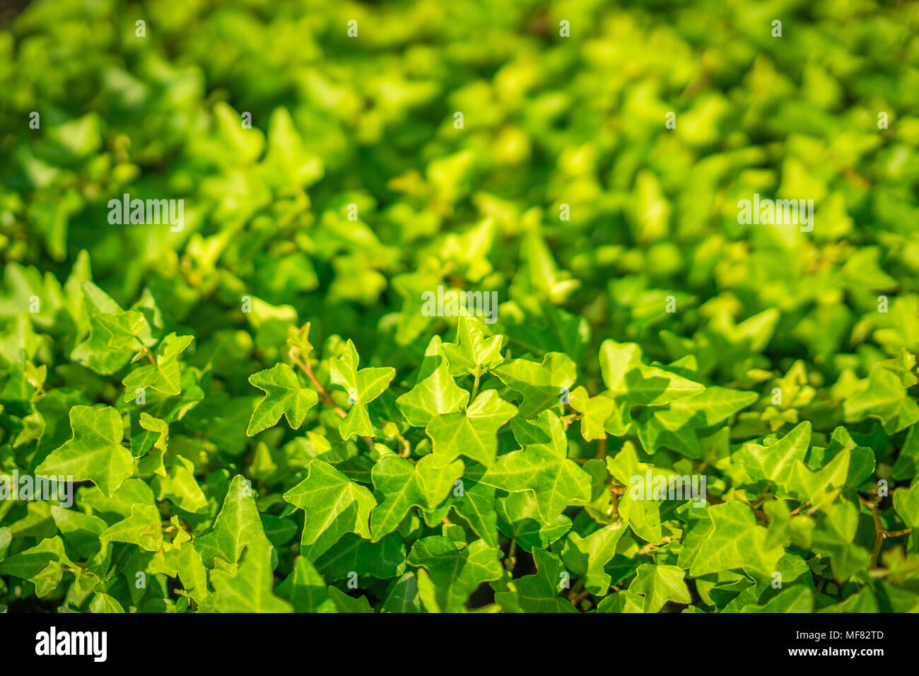 Abstract plant background ideal for a computer screensaver Stock Photo ...