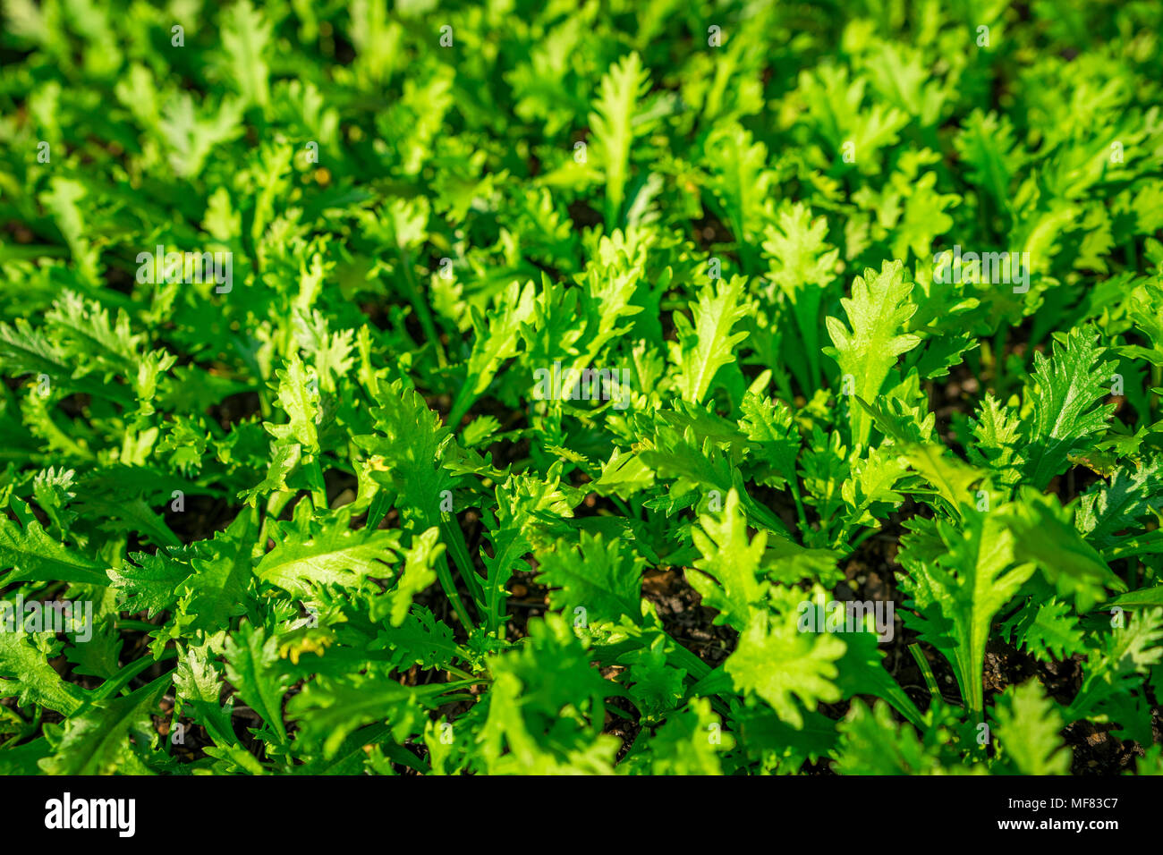 Abstract plant background ideal for a computer screensaver Stock Photo ...