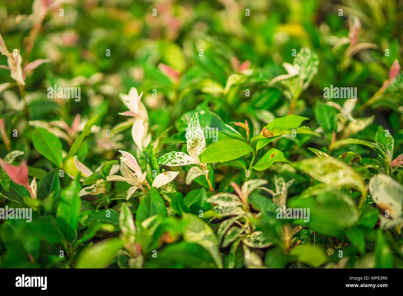 Abstract plant background ideal for a computer screensaver Stock Photo ...