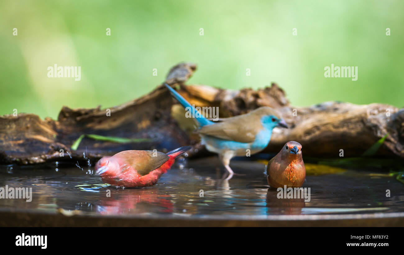 Fire finch hi-res stock photography and images - Alamy