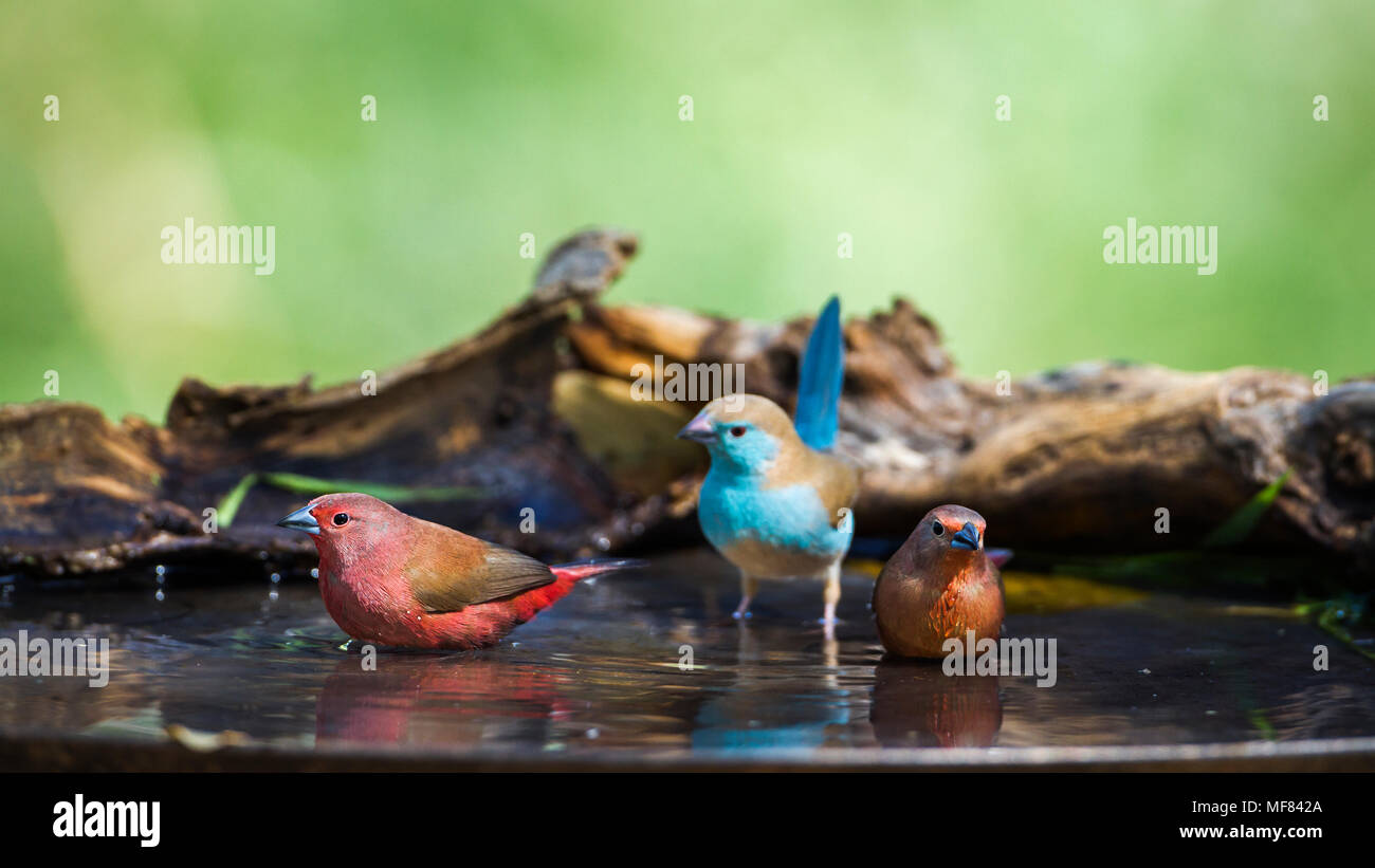 Fire finch hi-res stock photography and images - Alamy