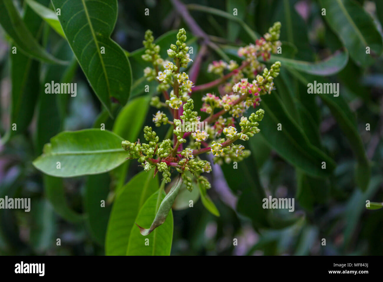 Mangifera indica flower hi-res stock photography and images - Alamy
