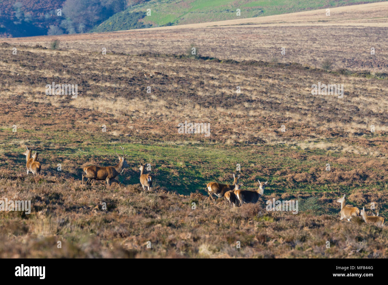 A herd of red deer roaming free on the open moors of Goosemoor Common ...