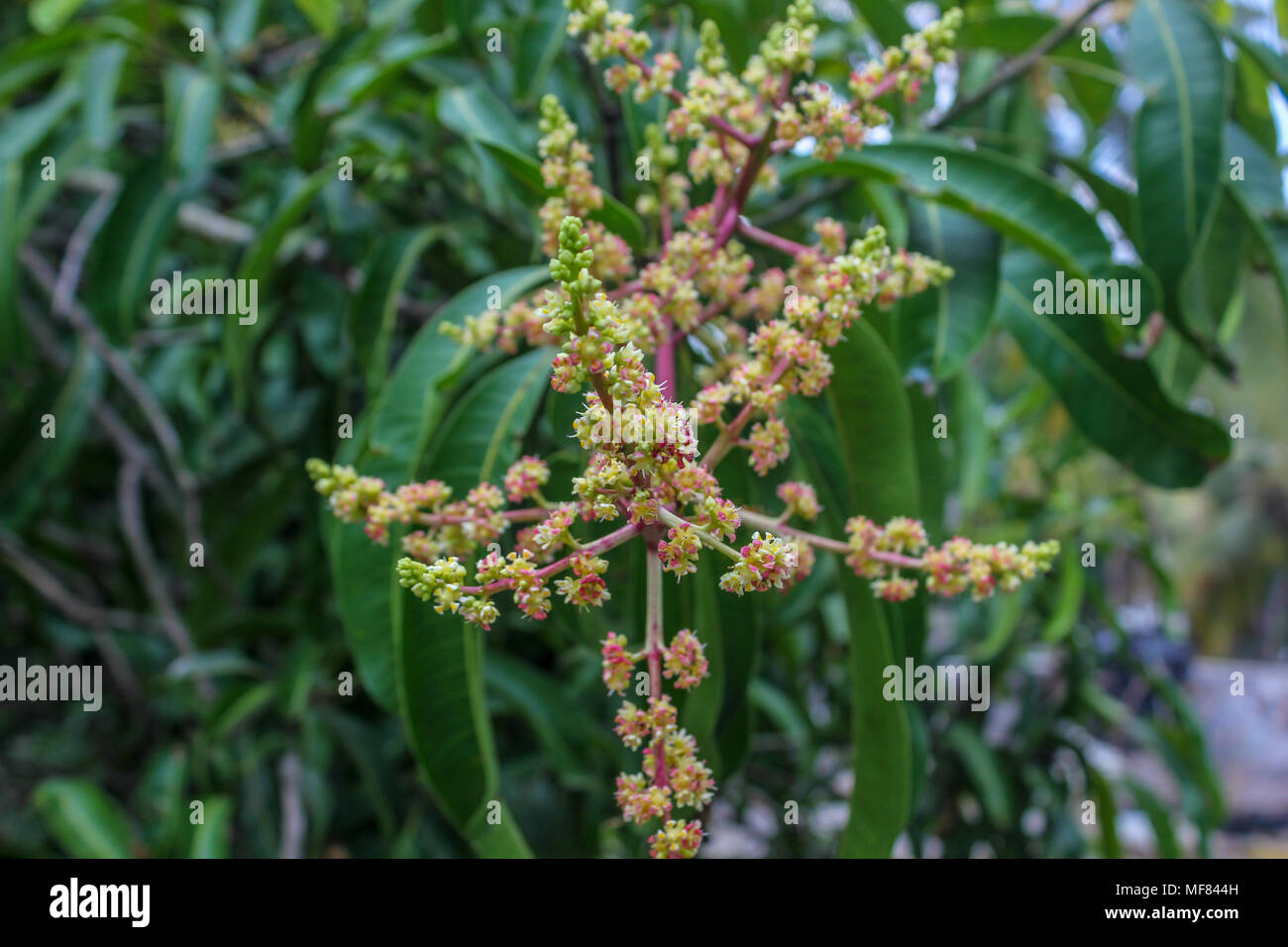 Mango flower blossom Stock Photo - Alamy