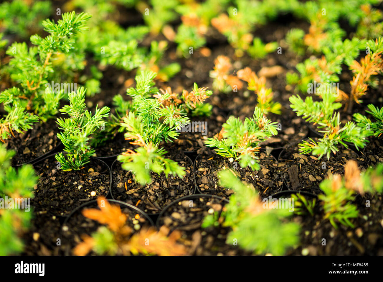 Abstract plant background ideal for a computer screensaver Stock Photo ...