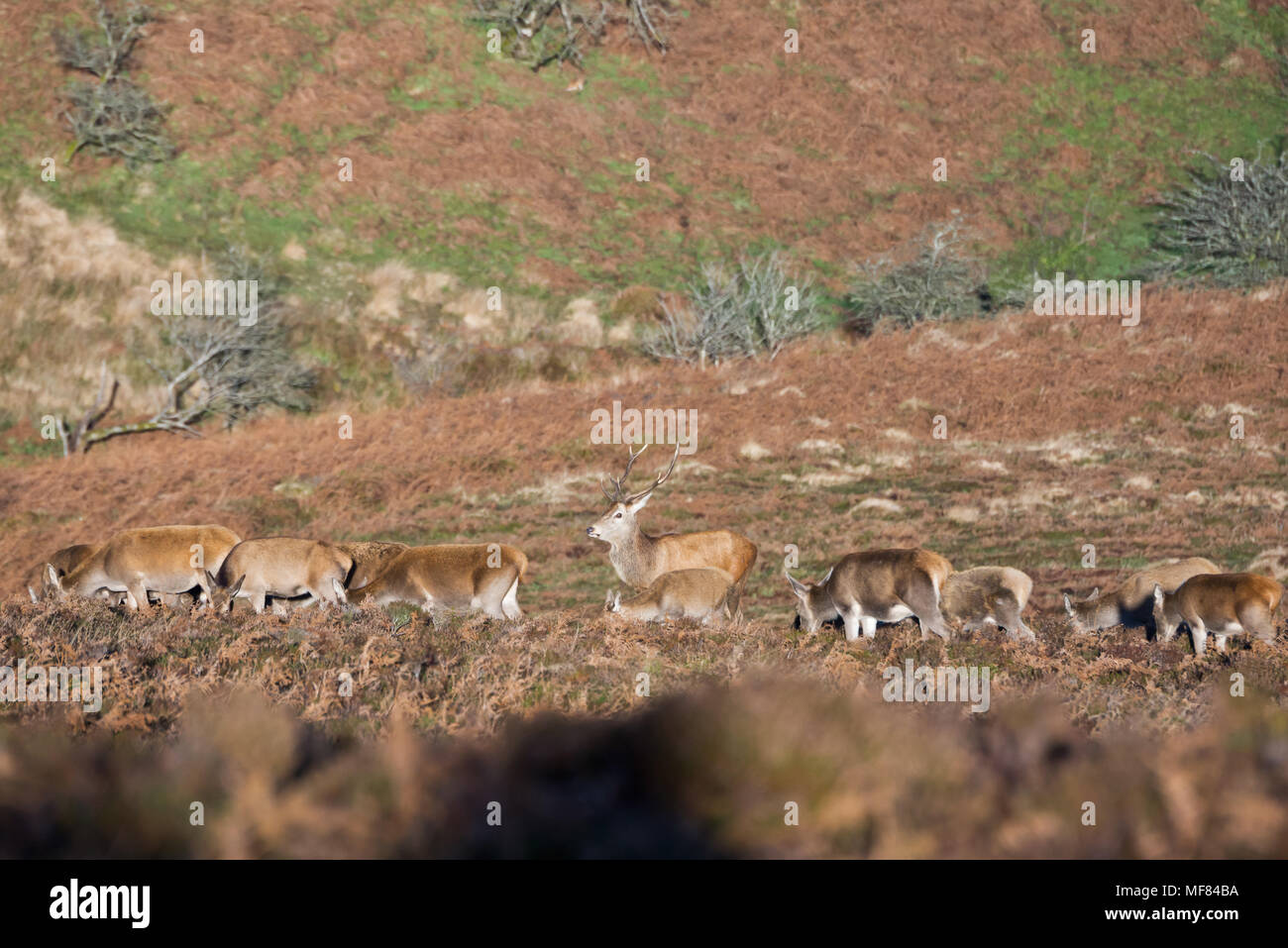 A herd of red deer roaming free on the open moors of Goosemoor Common ...
