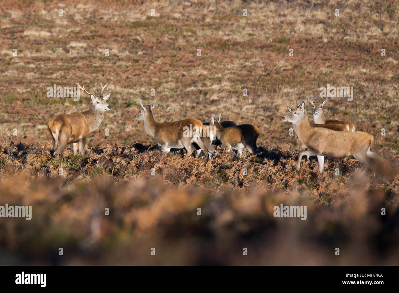 A herd of red deer roaming free on the open moors of Goosemoor Common ...