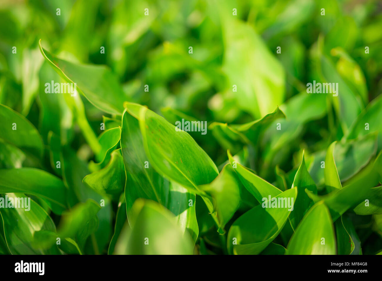 Abstract plant background ideal for a computer screensaver Stock Photo ...