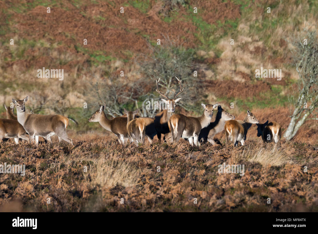 A herd of red deer roaming free on the open moors of Goosemoor Common ...