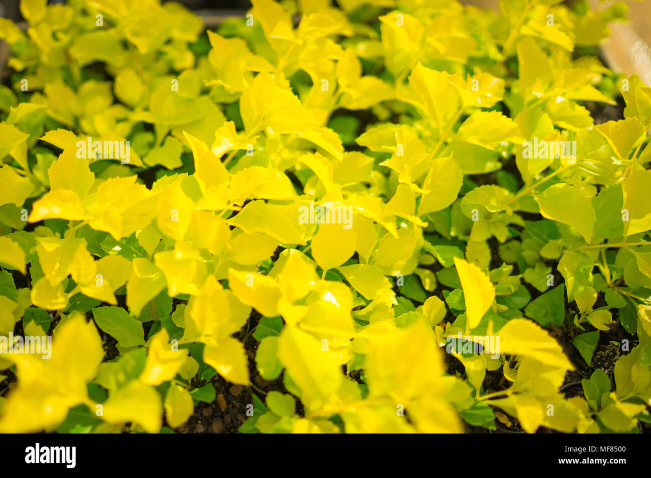Abstract plant background ideal for a computer screensaver Stock Photo ...